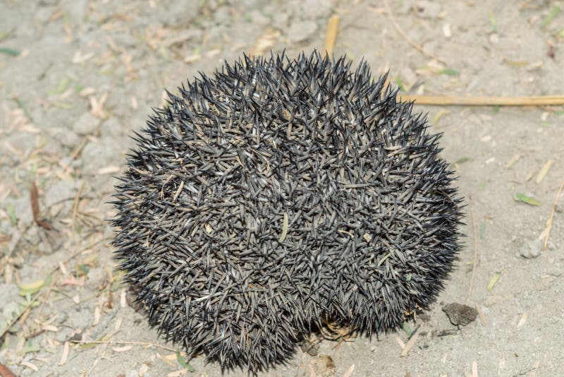 A Hedgehog that is Protecting Himself by His Sharp and Dangerous ...