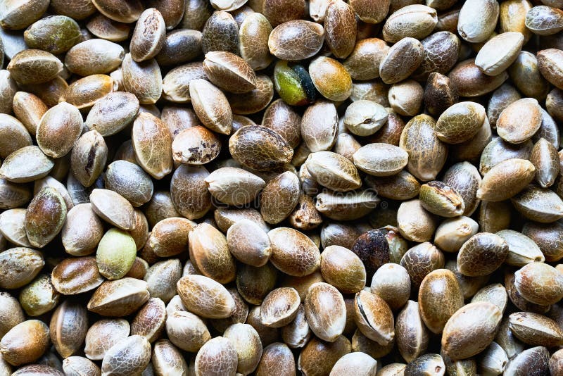 Top View of Hemp Seeds. Seeds Background Stock Photo - Image of dope ...