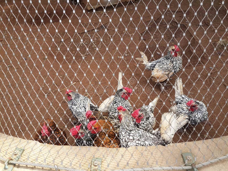 Top view of hens in a cage stock image. Image of countryside - 196533869