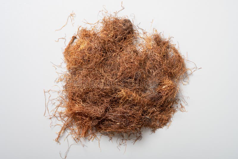 Herb YuMiXu or Stigma Maydis or Corn Silk Stock Image - Image of ...