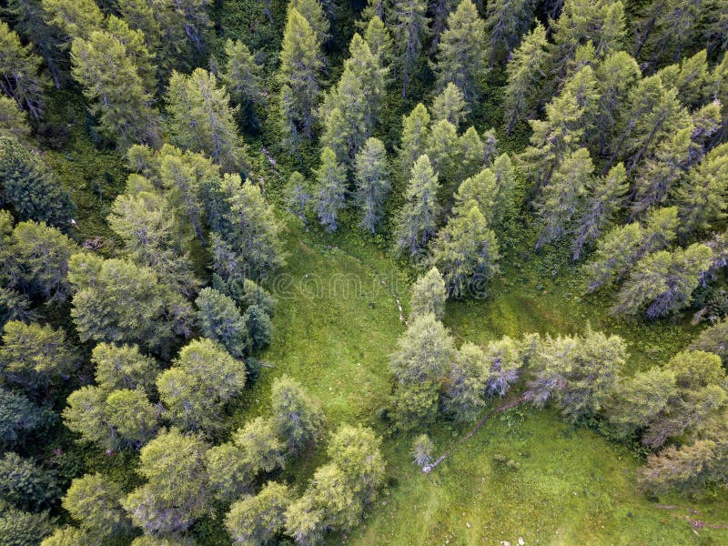 Top View of the Hiking Path among the Dense Green Forests Stock Photo ...