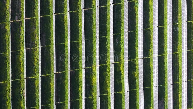 Top View of Hops Plantation Showing Plants Growing on Support ...
