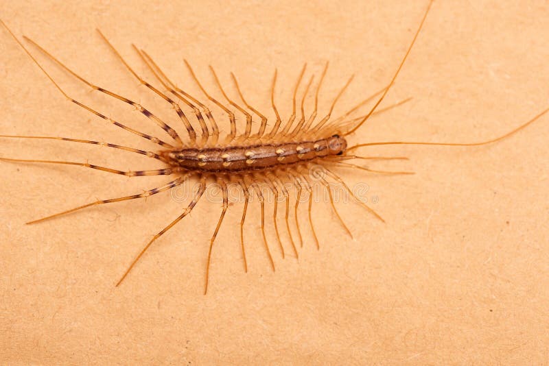 Top View of House Centipede Stock Photo - Image of exterminator ...