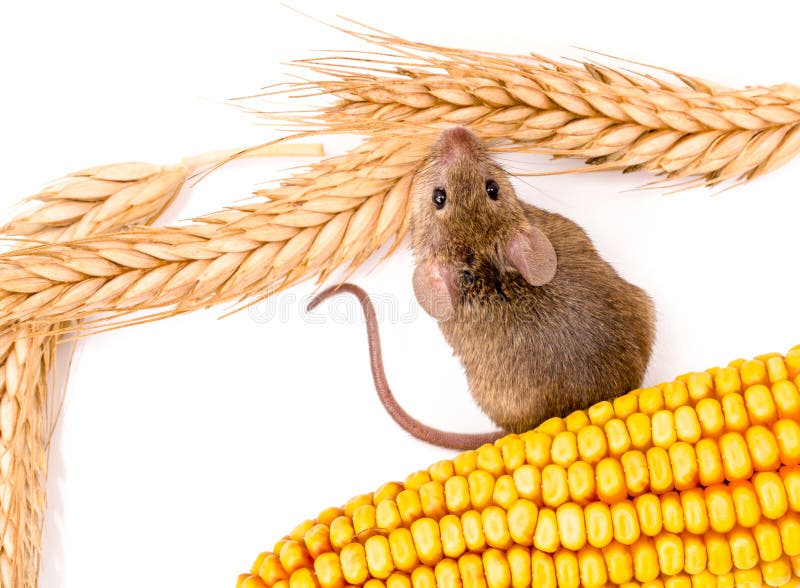 Top View of House Mouse (Mus Musculus) Along Seeds Stock Image - Image ...