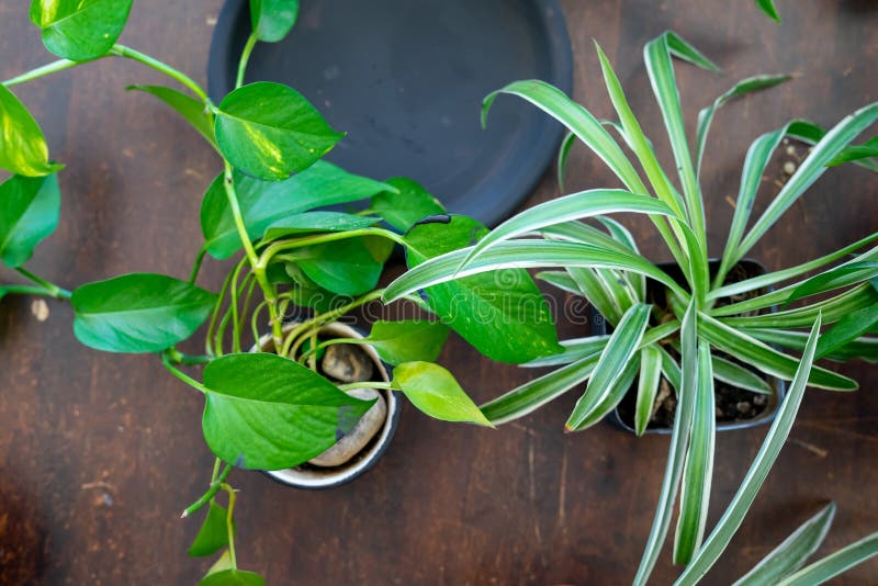 Top View of House Plants Display. Indoor Plants on the Table Stock ...