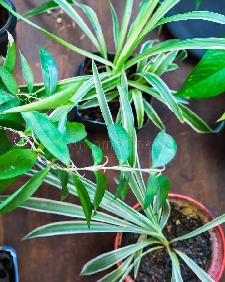 Top View of House Plants Display. Indoor Plants on the Table Stock ...