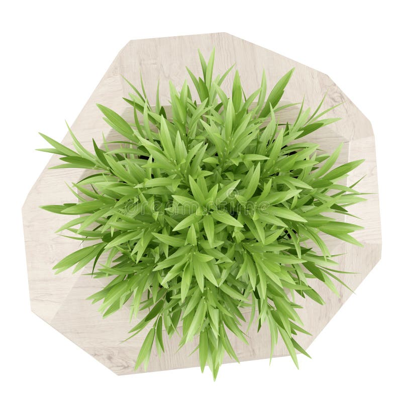 Top View Of Houseplant In Wooden Pot Isolated On White Stock