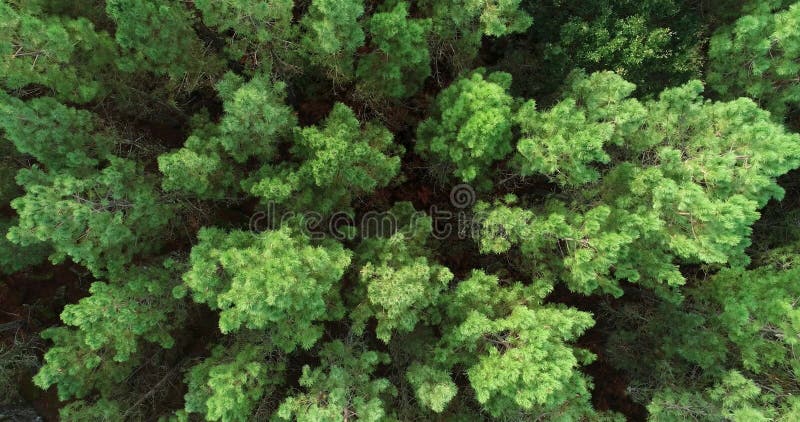 Top View from a Hover Drone of the Treetops in a Pine Forest Stock Footage - Video of footage ...