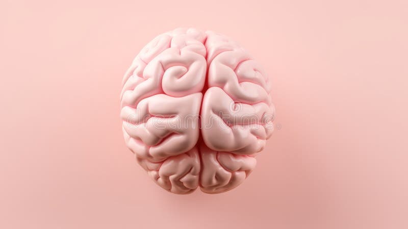 Top View from Human Brain Anatomy Model Stock Illustration ...