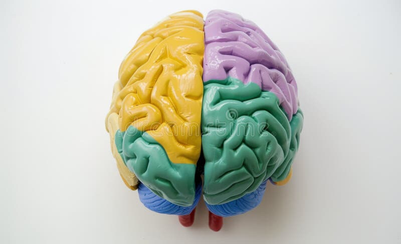 Top View of Human Brain Model with Colorful Sections Representing ...
