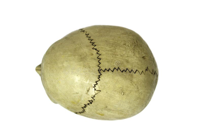 Top view of human skull stock photo. Image of body, cranium - 140556338