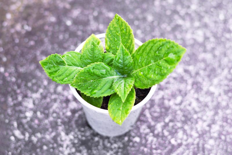 Hydrangea sprout stock image. Image of growth, view - 147054615