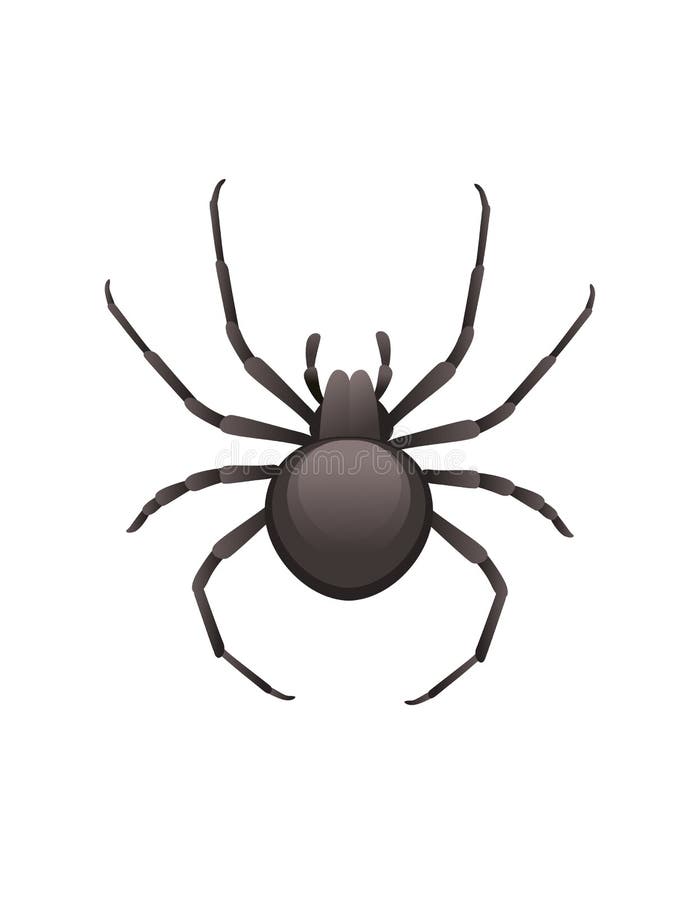 Top View Illustration on Spider Cartoon Insect Black Spider Design ...