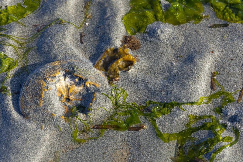 Broken Sand Dollar Shell Close Up Stock Photo - Image of sand, white ...