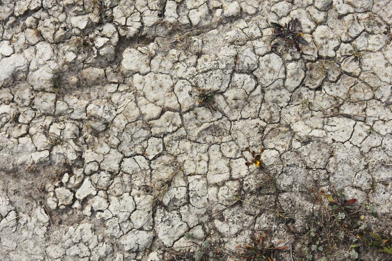 Parched Soil Texture stock image. Image of rough, vegetation - 160323575