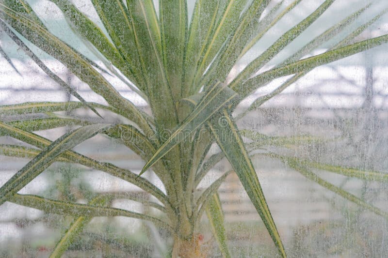 A Top View Image of a Palm Tree Canopy with Drooping Fronds, Dominated ...