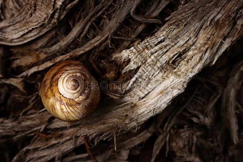 Top View Image of Snail Shell on Textured Tree Background Stock Photo ...