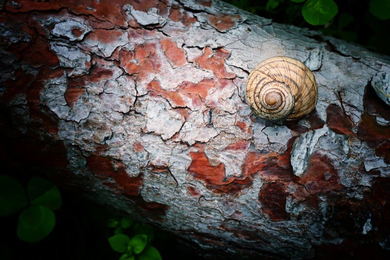 Top View Image of Snail Shell on Textured Tree Background Stock Photo ...