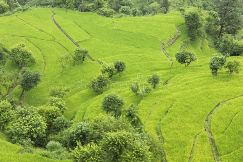 Step Farming and Houses in a Village in a Hilly Region, India Stock ...