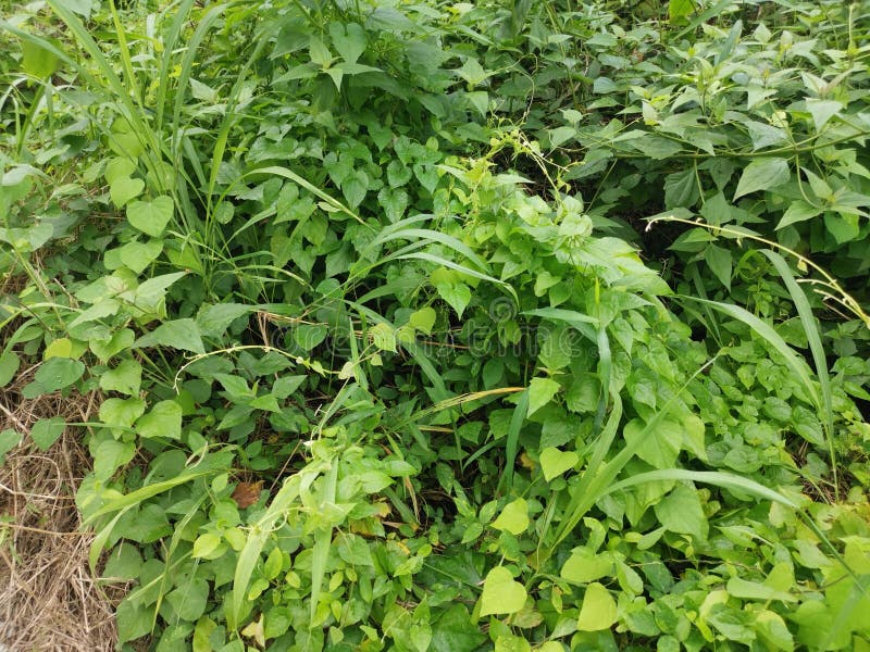 Top View of the Various Wild Green Bushy Overgrown Vegetation Plants ...
