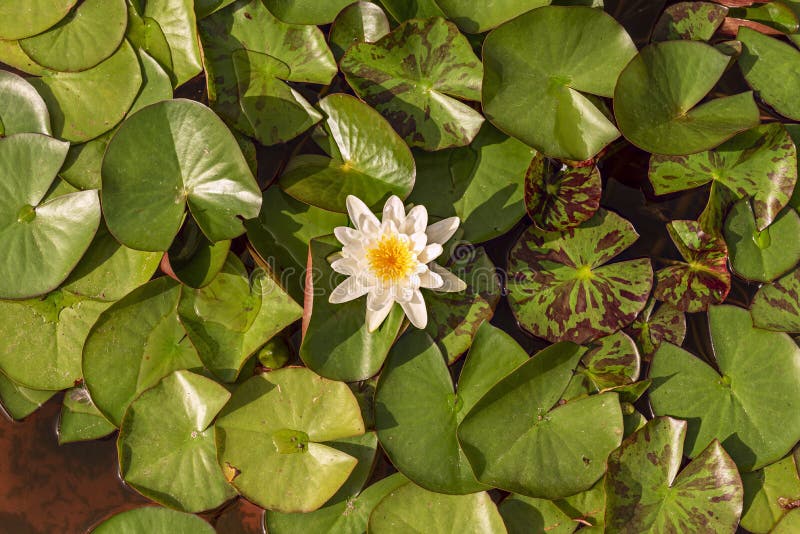 Top View Image of Water Lily Flower in the Center Stock Image - Image ...