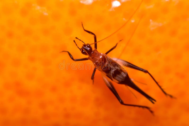 Top View of Insect on Orange Surface. Stock Image - Image of surface ...