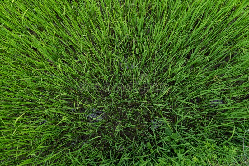 A Top View of a Irrigated Field, Texture and Background. Green Field ...