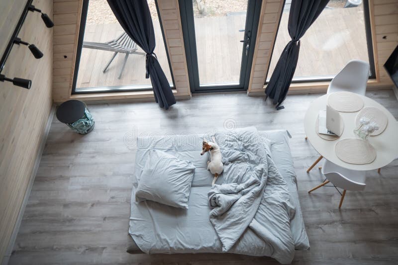 Top View of a Jack Russell Terrier Dog Lying in Bed. Stock Image ...