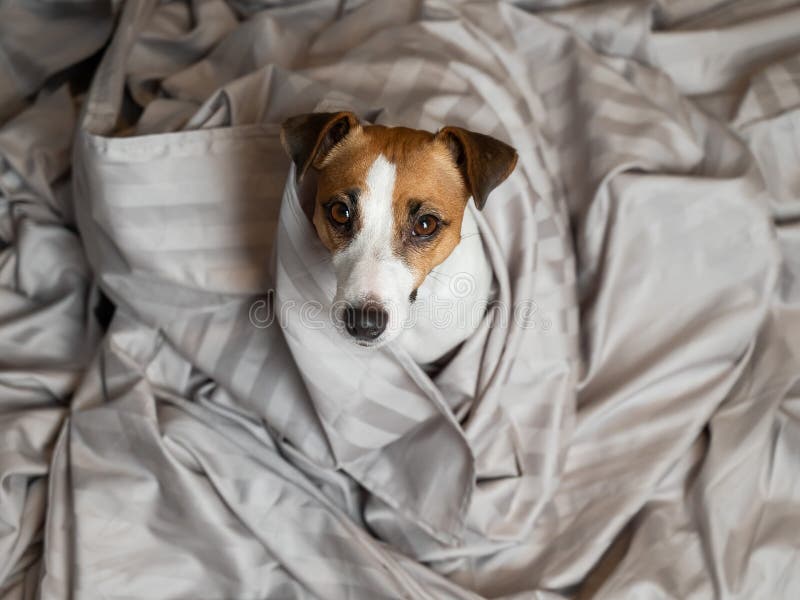 Top View of Jack Russell Terrier Dog Lying in Bed. Stock Image - Image ...