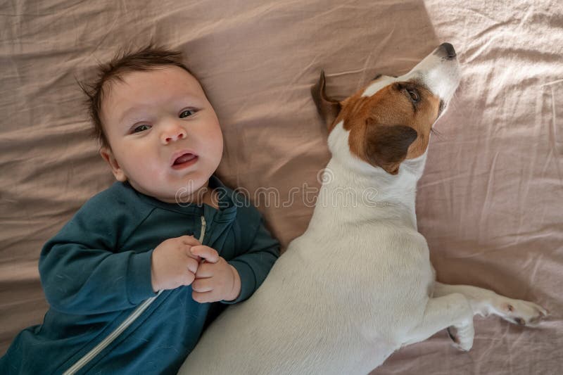 Top View of Jack Russell Terrier Dog and Three Month Old Boy Lying on ...