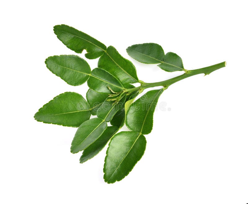 Top View of Kaffir Lime Leaf Isolated on White Background Stock Photo ...