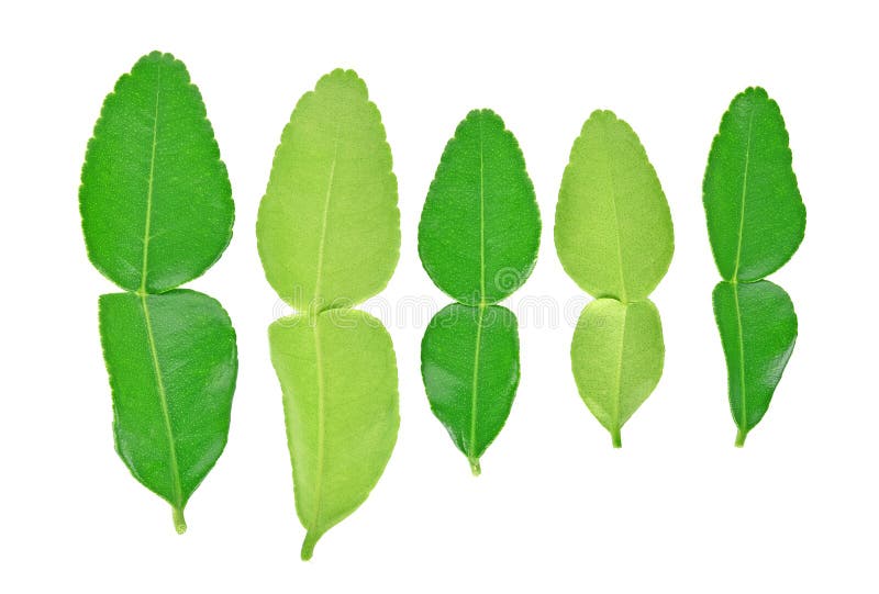 Top View of Kaffir Lime Leaf Isolated on White Background Stock Photo ...