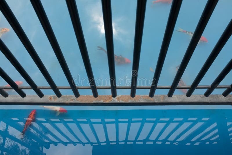 Koi Fish in Blue Water Pool with Railing Stock Image - Image of harmony ...