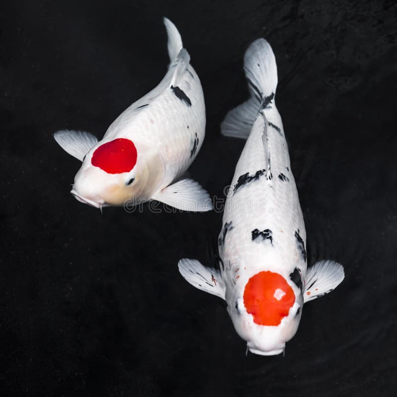 Top View Koi Fishes. High Quality Photo Stock Image - Image of view ...