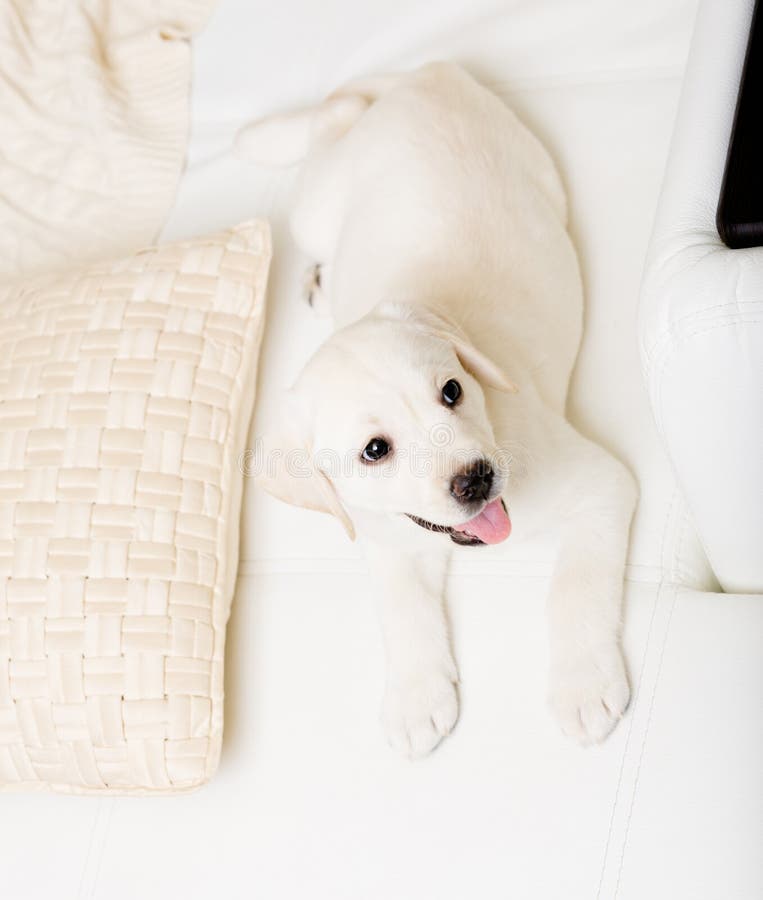 Top View of Labrador Puppy Lying on the Sofa Stock Image - Image of ...