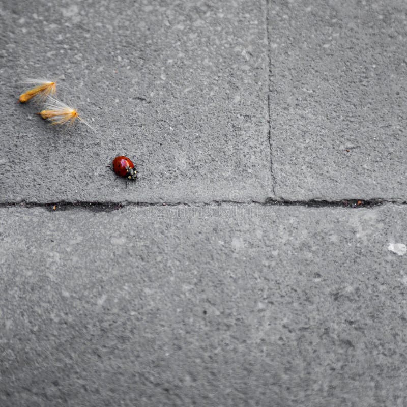 Top View of a Ladybug on the Floor Stock Image - Image of animal, small ...
