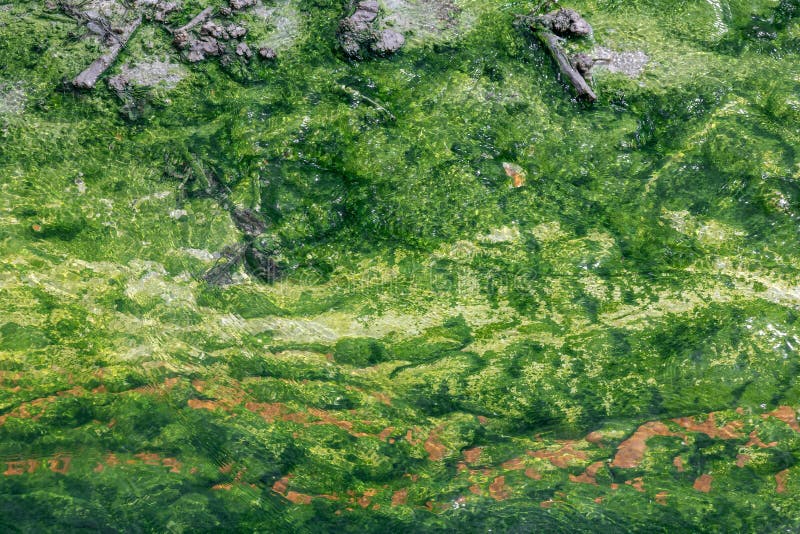 Top View of a Landscape Covered with Green Swamp Stock Image - Image of ...