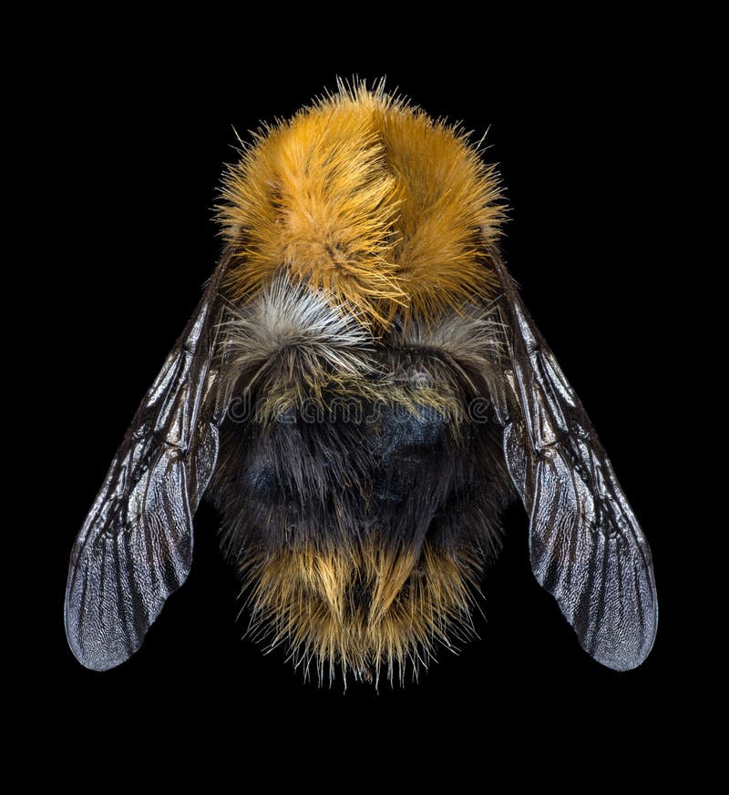 Large Bumblebee Top View Isolated on White Stock Image - Image of ...