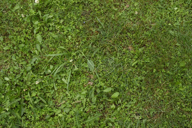 Top View of a Lawn Densely Covered with Green Grass Stock Photo - Image ...