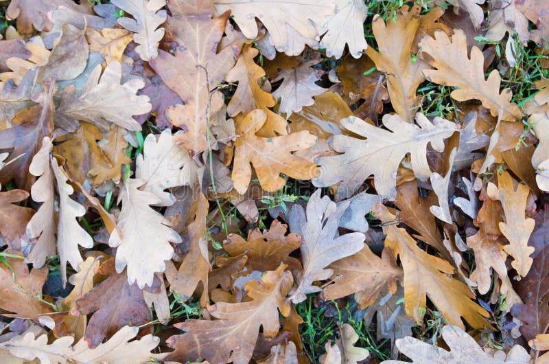 Top View of a Layer of Fallen Oak Leaves Stock Image - Image of grass, autumn: 76851017