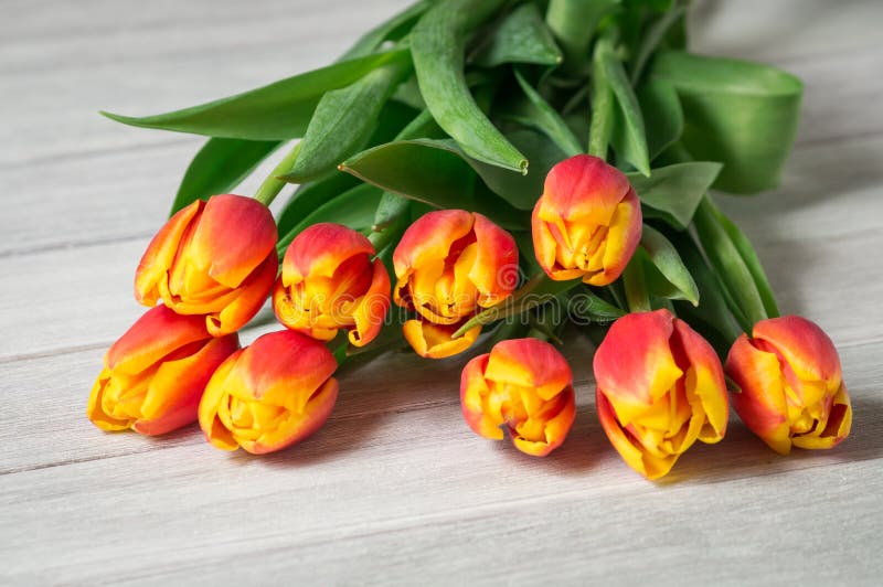 Top View of the Layout of Tulips Stock Photo - Image of blossom ...