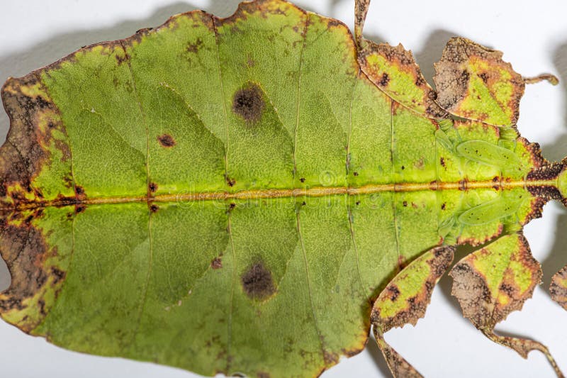 Top View of a Leaf-insect, Phyllium Giganteum, Isolated on White Stock ...
