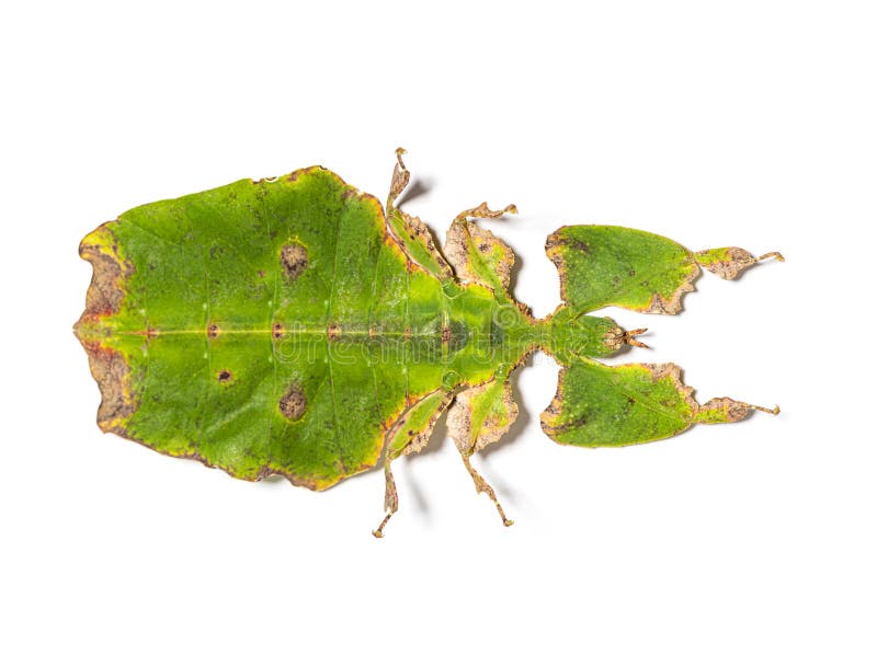 Top View of a Leaf-insect, Phyllium Giganteum, Isolated on White Stock ...