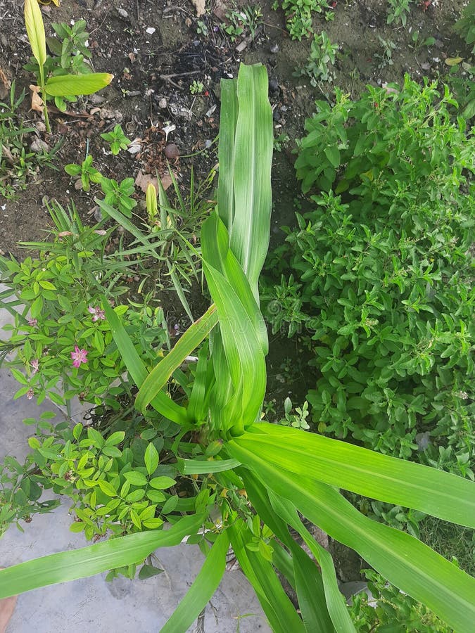 Top view this leaf pic stock image. Image of green, shrub - 189521583