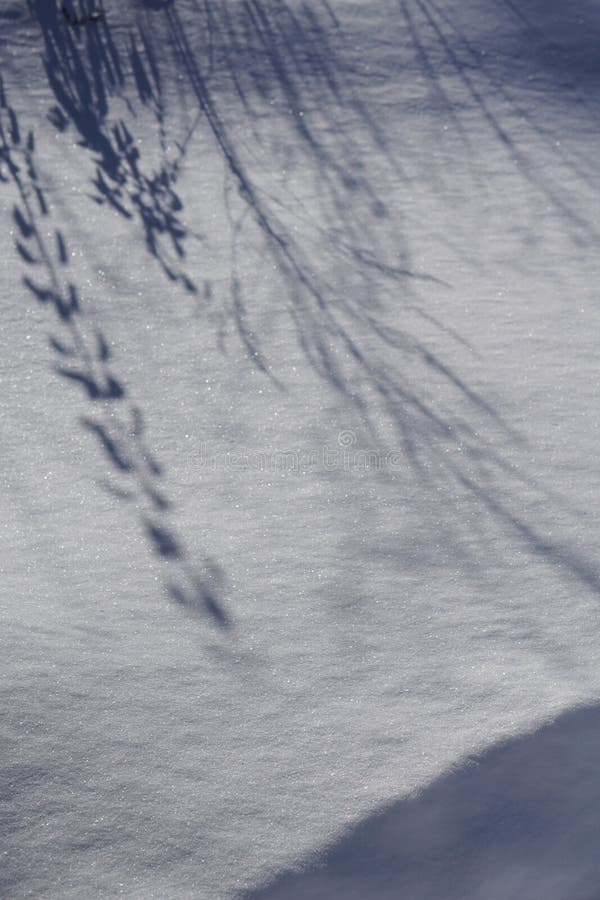 Top View of Leaf Shadow on Snow As Background. Flat Lay Stock Image ...