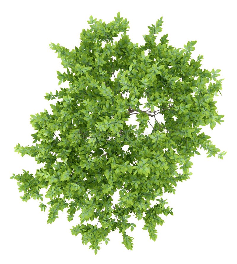 Top View of Lemon Tree with Lemons Isolated on White Stock Illustration ...