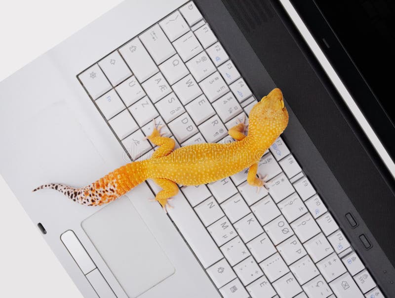 Top View of a Leopard Gecko Stock Photo - Image of concept, animals ...