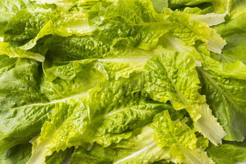 Top View. Lettuce Leaves. Background of Lettuce Leaves. Fresh Leaves ...