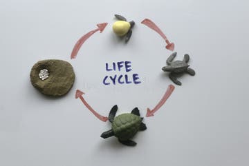 312 Tortoise Life Cycle Stock Photos - Free & Royalty-Free Stock Photos ...