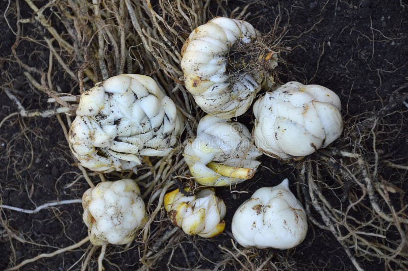 Top view of Lily bulbs stock photo. Image of bulb, germinating - 359209000